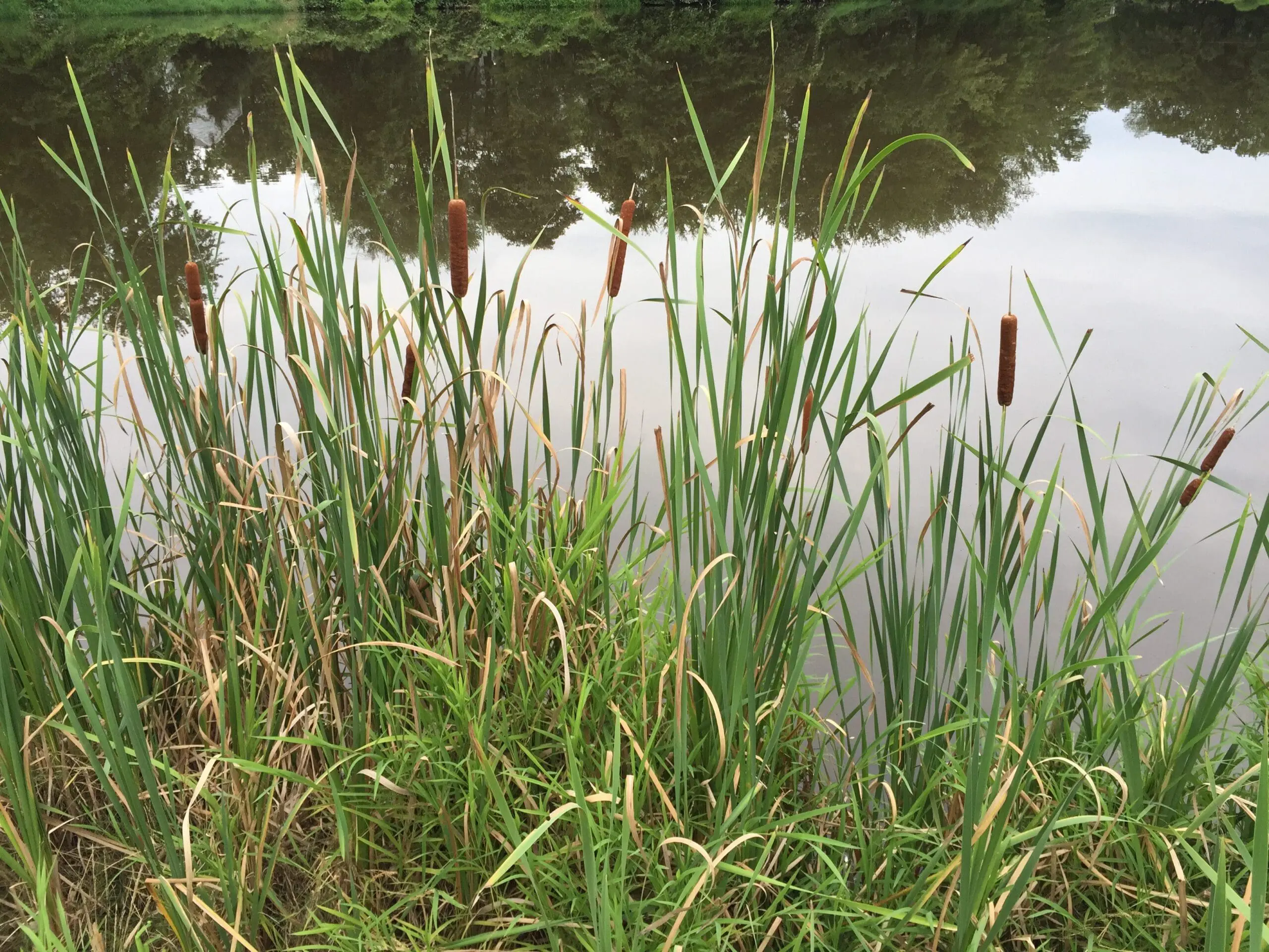 How to Kill Cattails in a Pond: Your Options | PondMedics