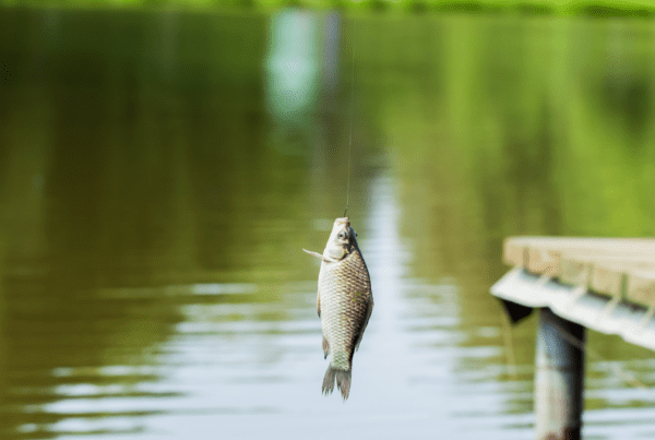 Pond Bank Stabilization: How to Protect Your Pond’s Shoreline from Erosion