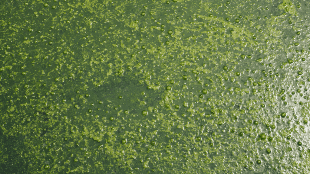 Transforming Sludge into a Healthy Pond Bottom with a Muck Remover for ...