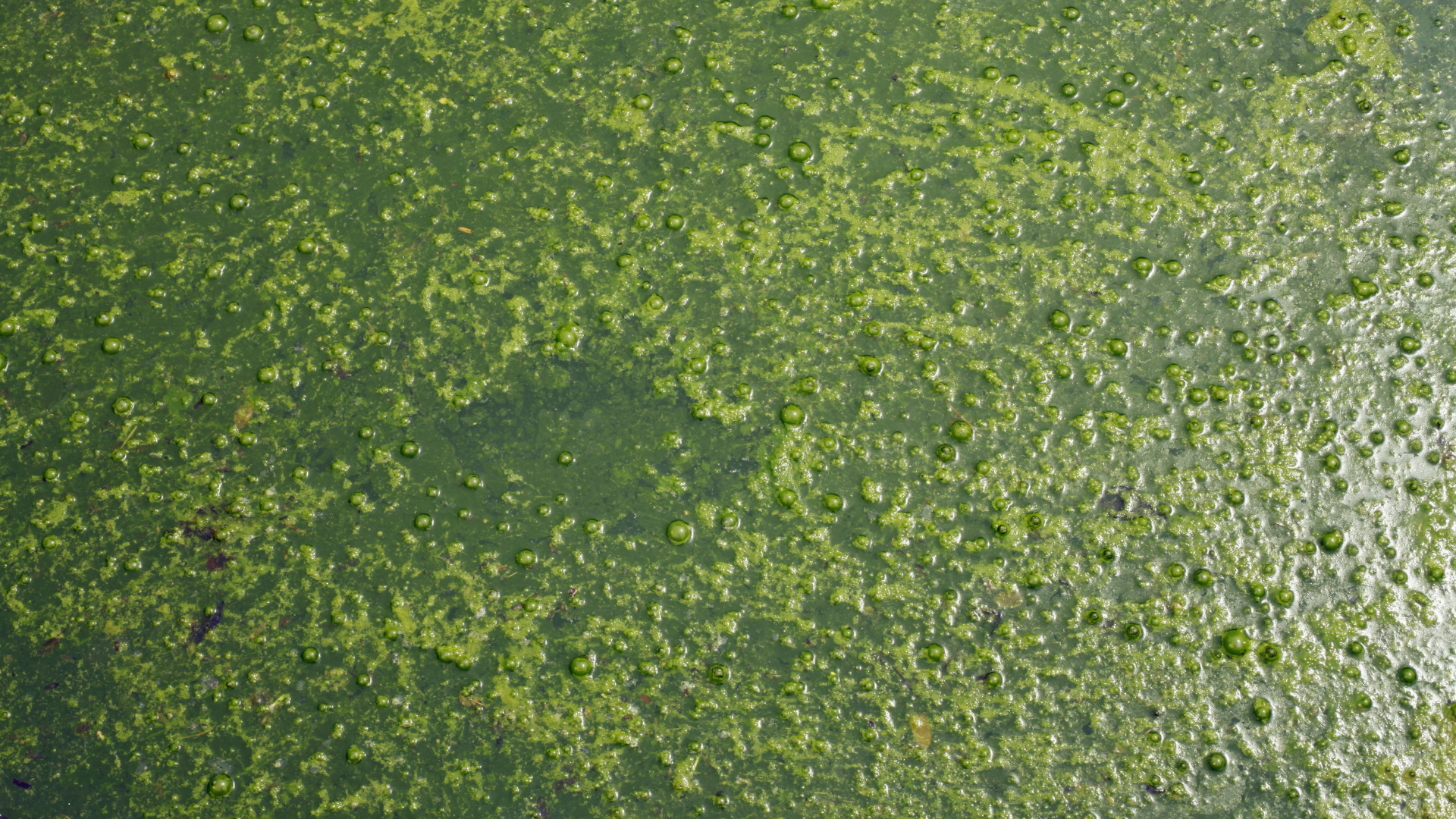 Transforming Sludge into a Healthy Pond Bottom with a Muck Remover for ...