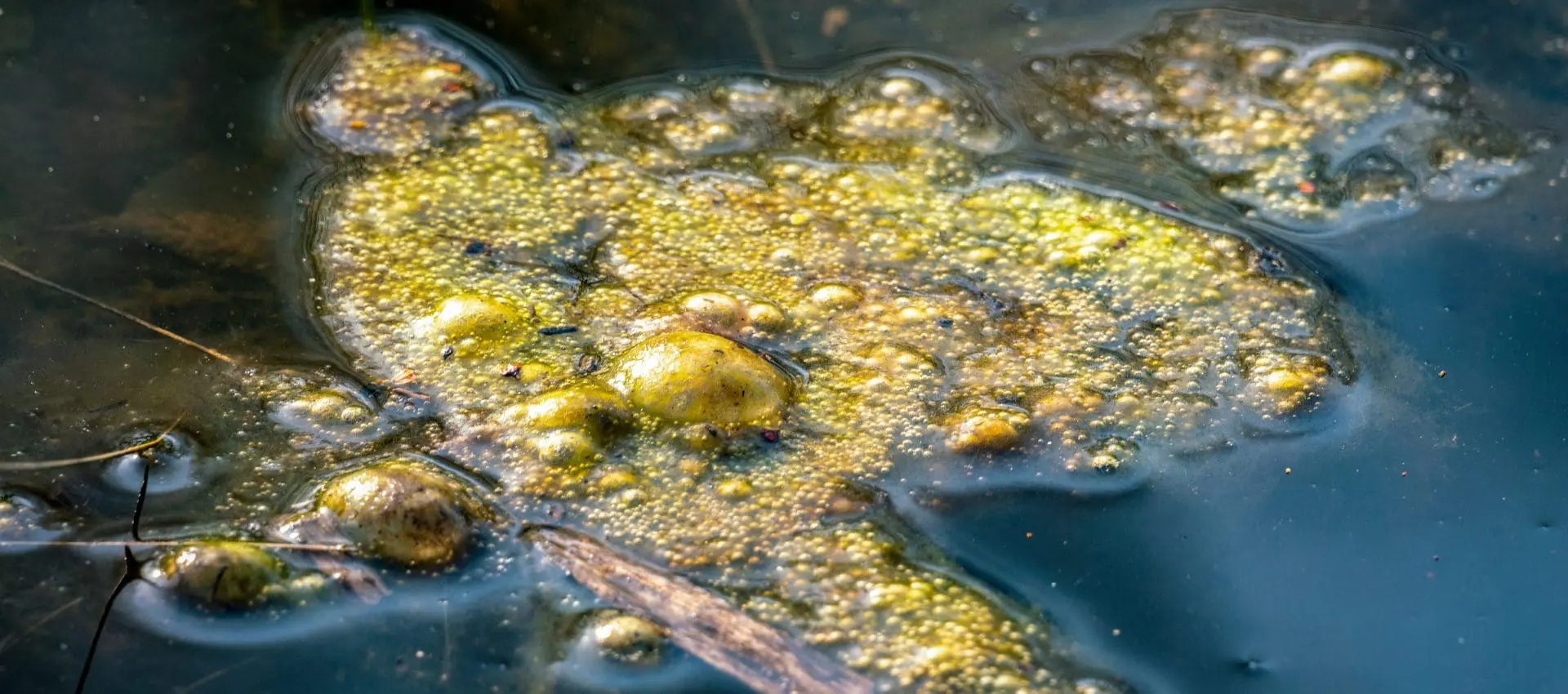 The Science Behind Pond Sludge Removal: Causes, Consequences, and ...