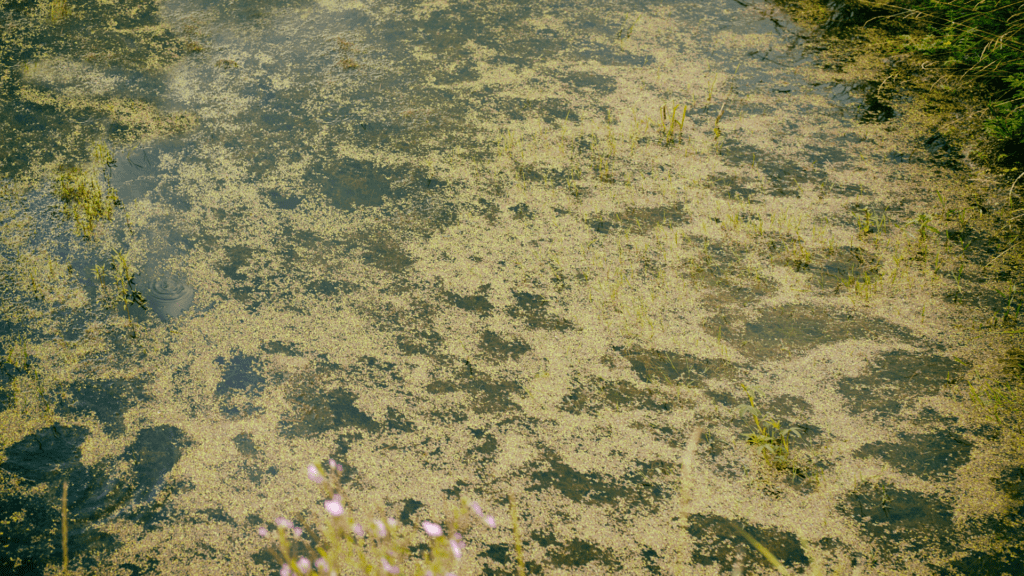 Restoring Your Pond's Health and Beauty with a Pond Sludge Remover