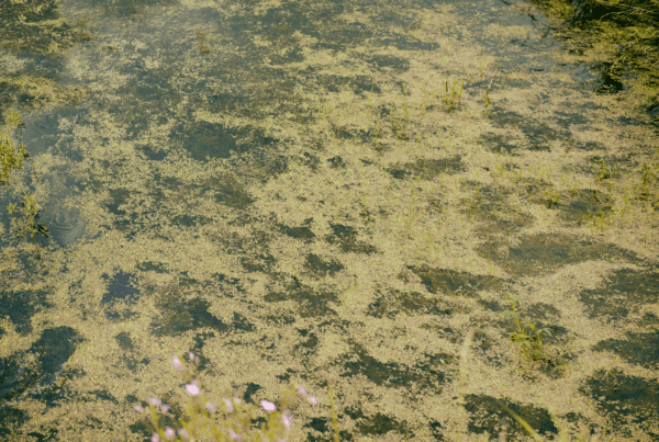 How to Remove Algae from Pond without Harming Fish | PondMedics