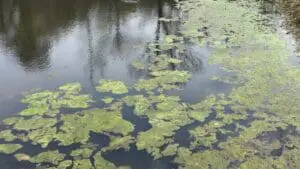 How to Get Rid of Algae In A Pond Naturally | PondMedics