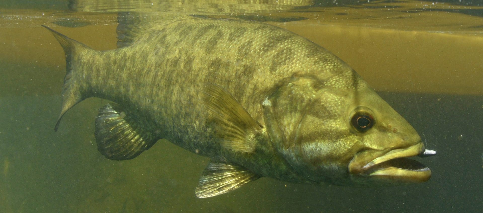 5 Tips for Stocking a Pond with Bass | PondMedics