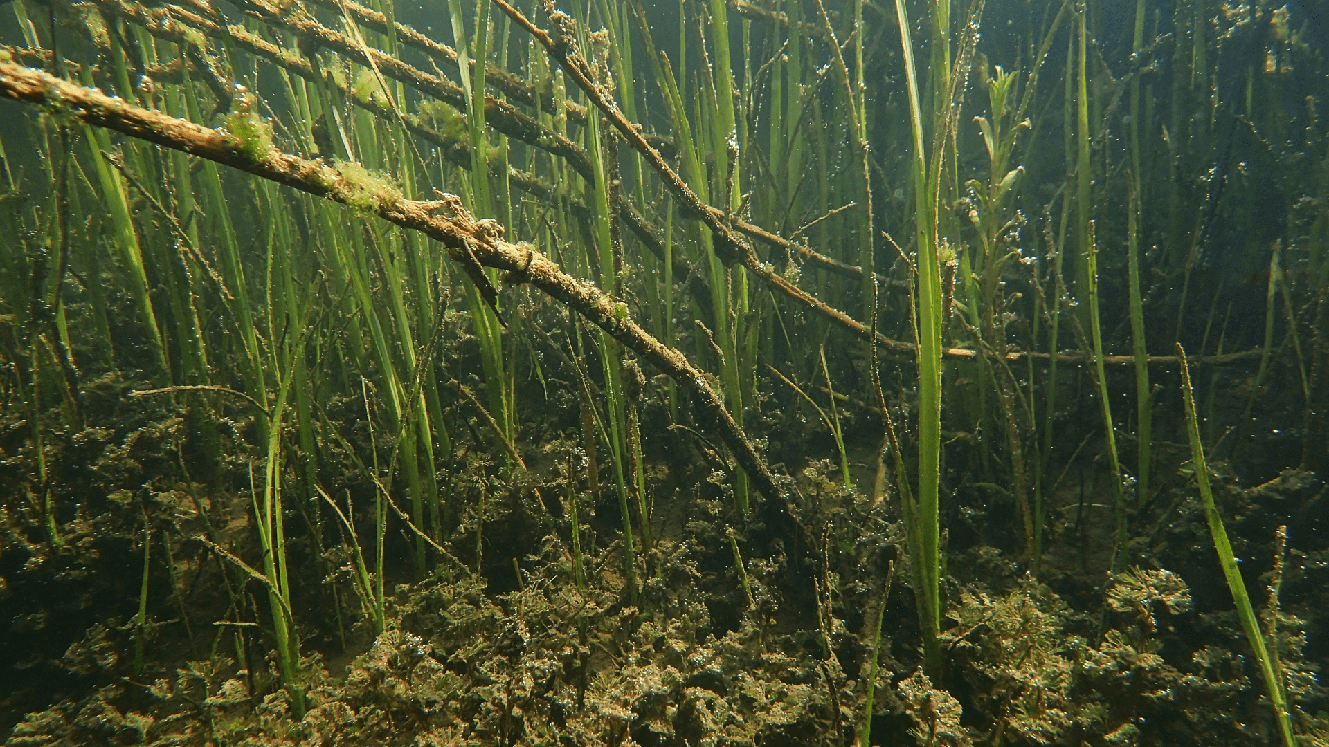 Designing a Thriving Aquatic Garden with Water Pond Plants