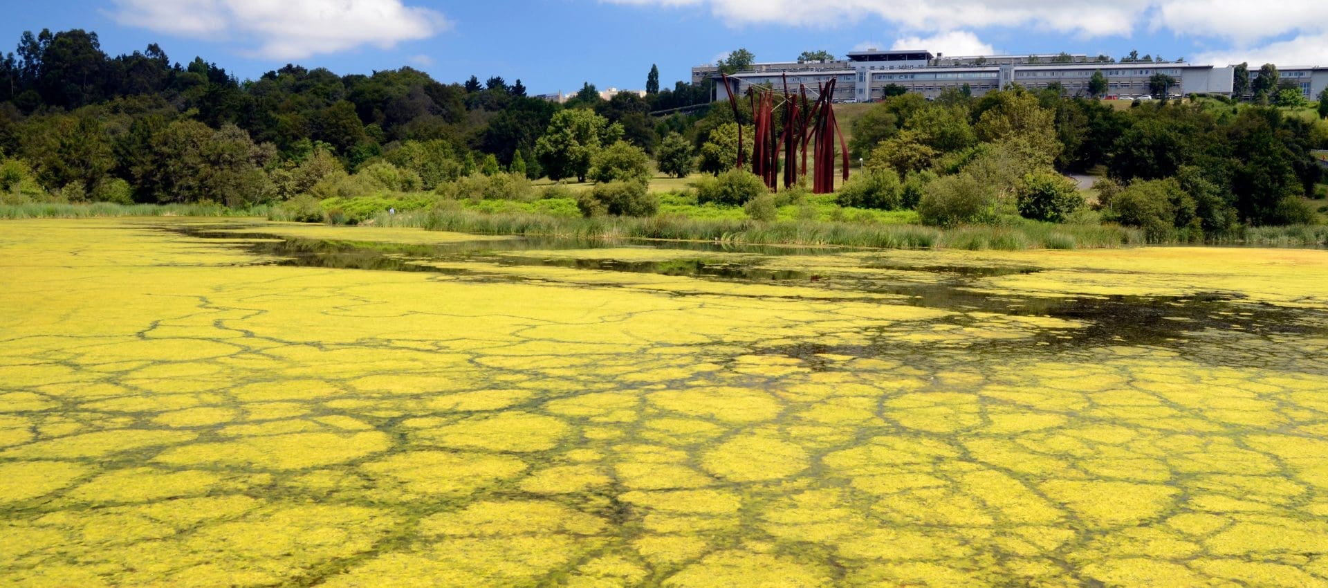 What Is Eutrophication: Characteristics & Solutions for an Over ...