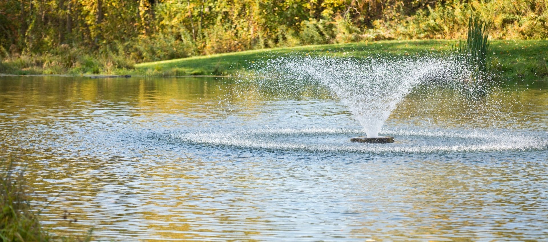 Creating a Tranquil Oasis: Enhancing Your Large Pond's Aesthetics with ...