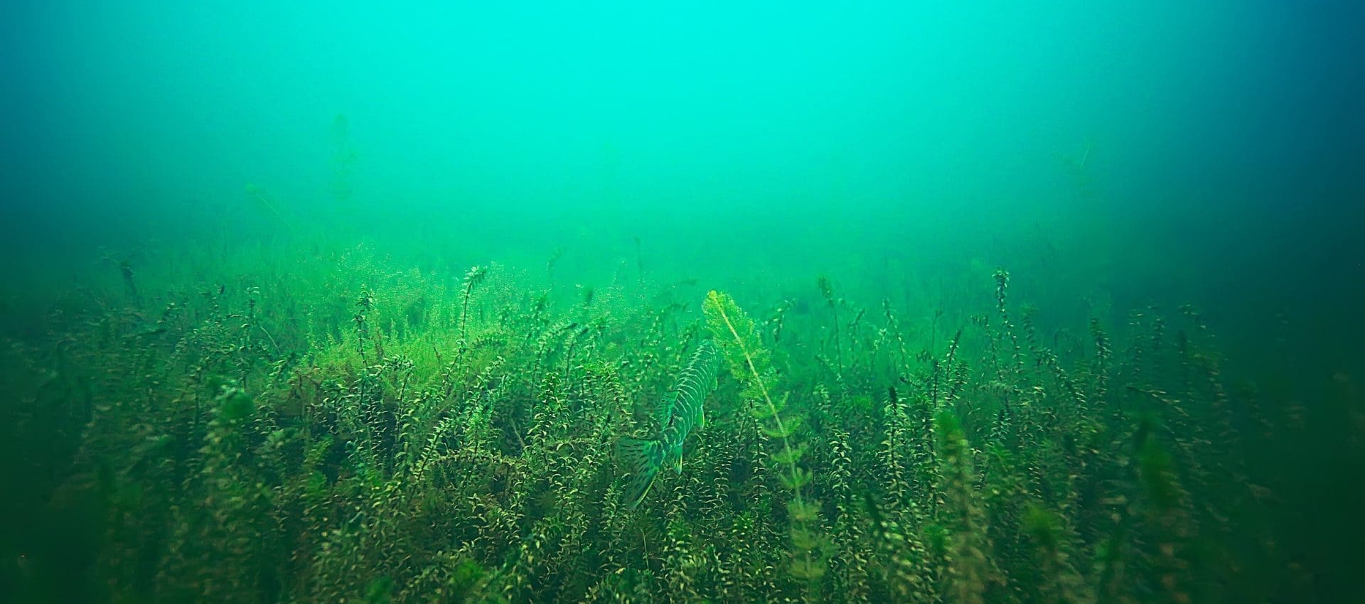 Taming the Green: Effective Strategies for Pond Weeds Control | PondMedics